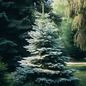 Abies Alba (european Silver Fir) Tree Seeds, Impressive Size, Unique ...