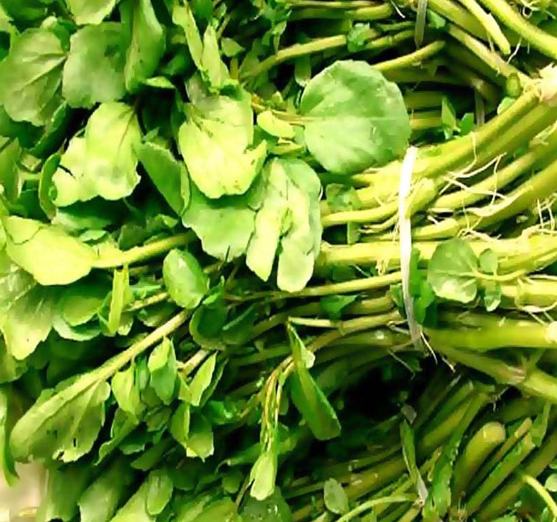 Cress, True Watercress (nasturtium Officinalis) Seeds , Peppery Flavor ...