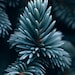 Abies Balsamea 'cook's Blue' (cook's Blue Balsam Fir) Tree Seeds ...