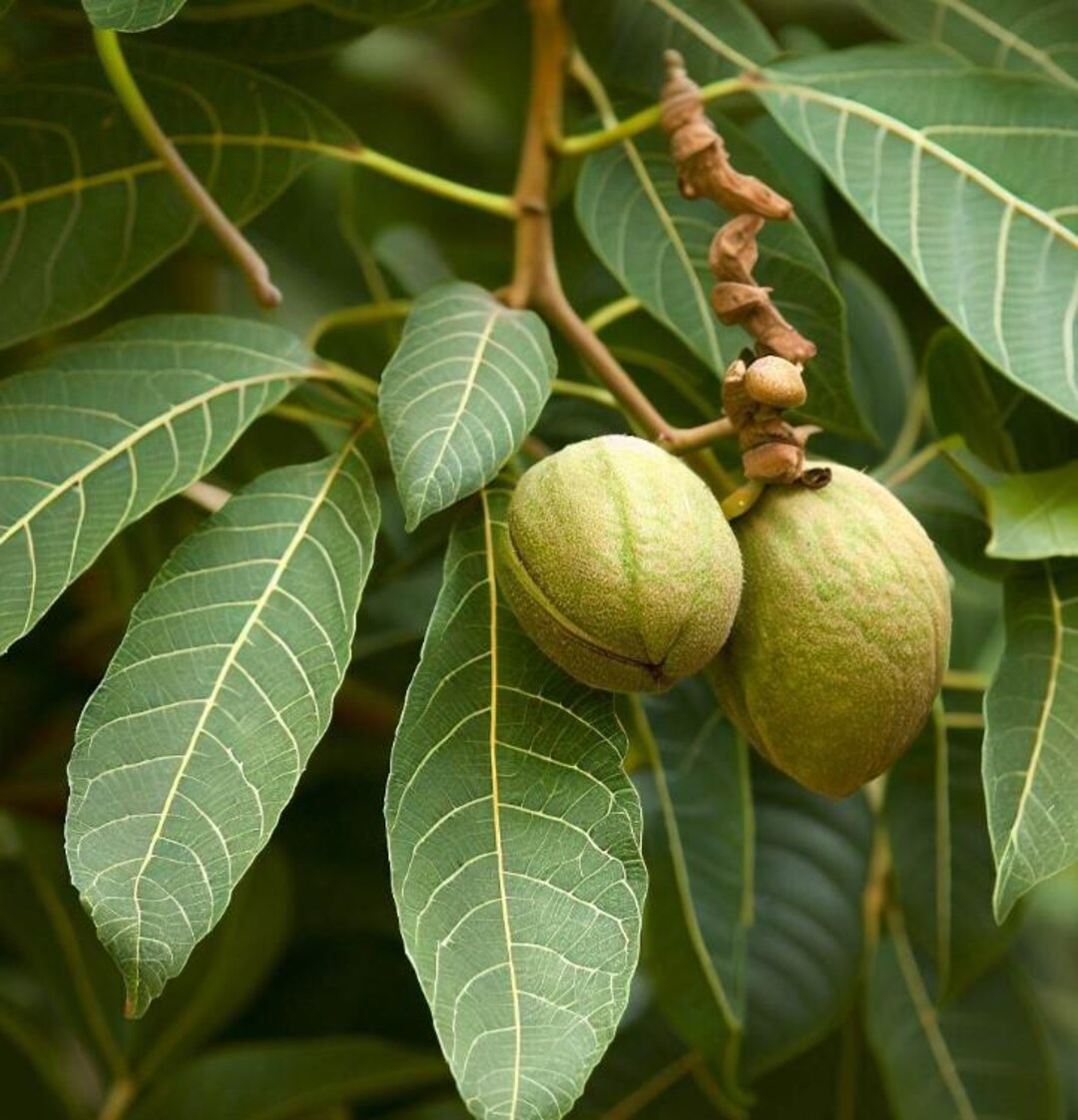Carya Illinoinensis (pecan, Wild Pecan) Tree Seed, Pecan Trees Produce ...