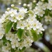 Pyrus Pyrifolia (asian Pear, Chinese Sand Pear, Japanese Pear, Sand ...