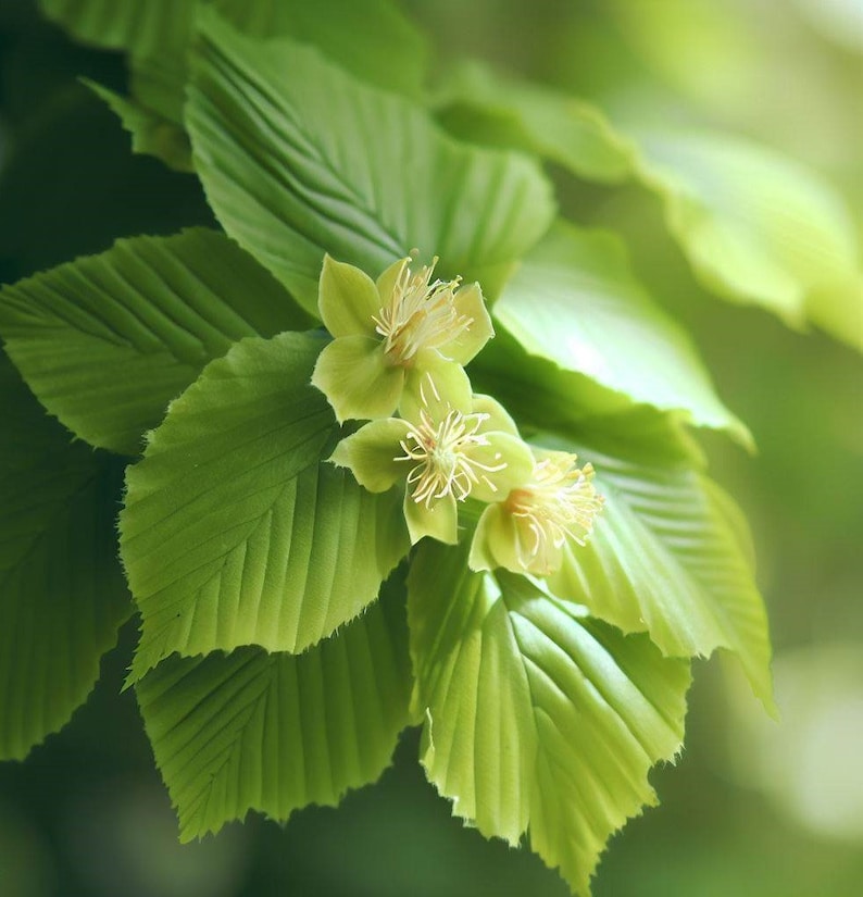 Fagus Americana (grandifolia) (american Beech) Tree Seeds, Majestic ...