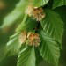 Fagus Grandifolia (american Beech) Tree Seeds, Majestic Tree of North ...