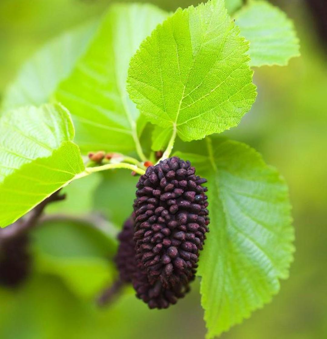 Alnus Glutinosa (european Alder) Tree Seeds, Medium-sized, Adaptability ...