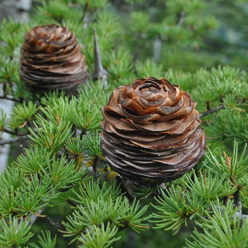 Cedrus Libani (lebanon Cedar) Tree Seeds, Symbol of Strength and Longevity, Thrives in Harsh ...