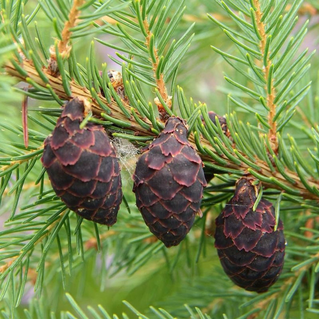 Picea Mariana (black Spruce) Tree Seeds, Resilient in Cold Climates ...