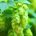 Humulus Lupulus (common Hops, Beer Hops, Hops) Herb Seeds, Climbing ...