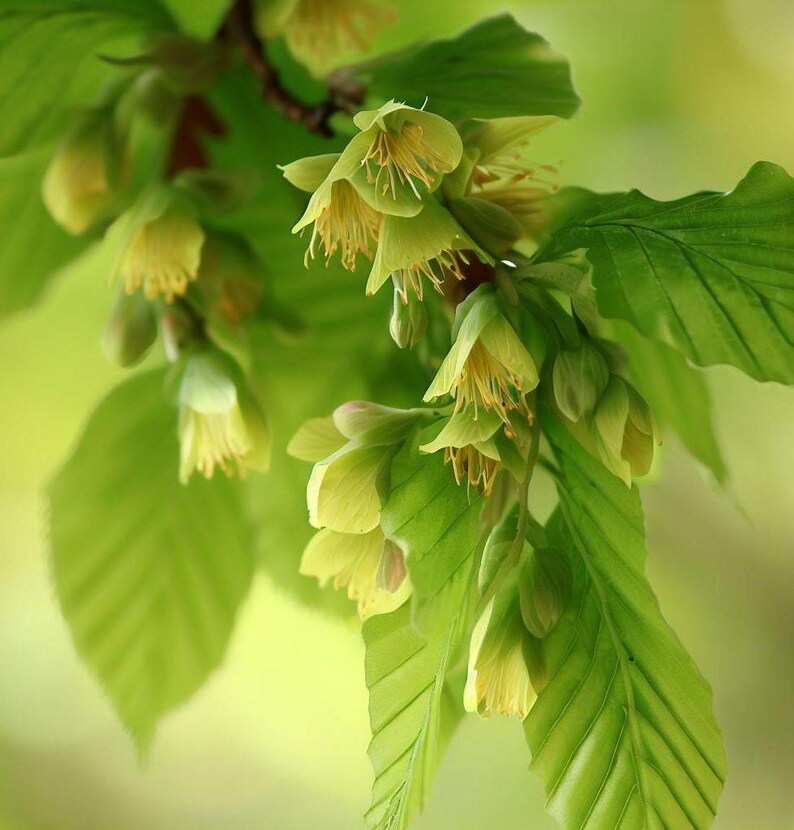 Fagus Sylvatica (european Beech) Tree Seeds, Vibrant Fall Color Shades ...