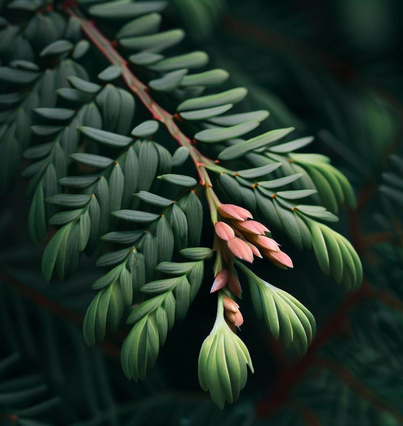 Sequoia Sempervirens (california Redwood, Coast Redwood) Tree Seeds ...