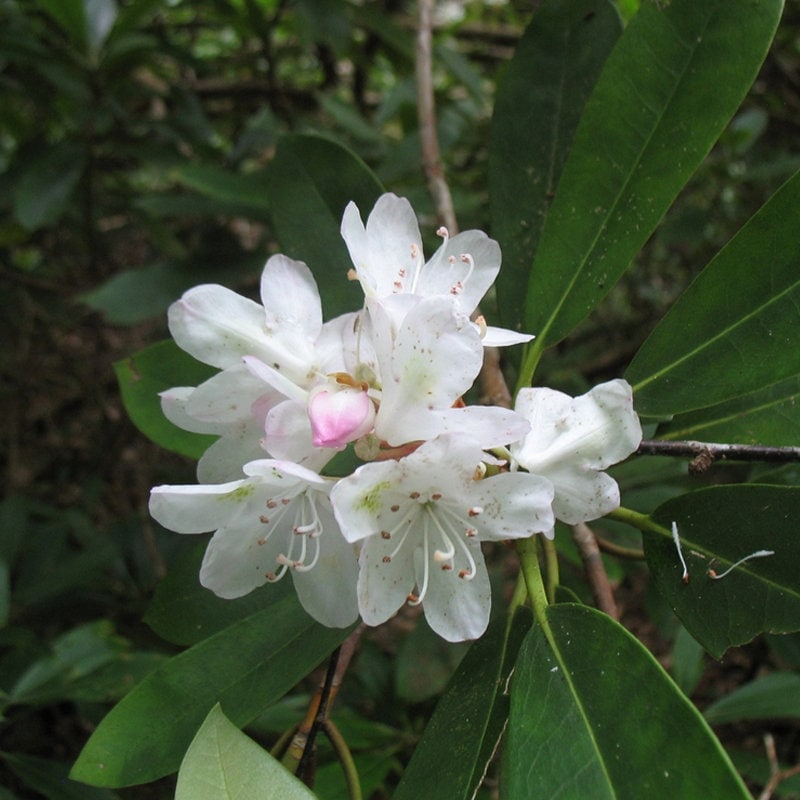 Rhododendron Maximum (great Laurel, Rosebay, Rosebay Rhododendron ...