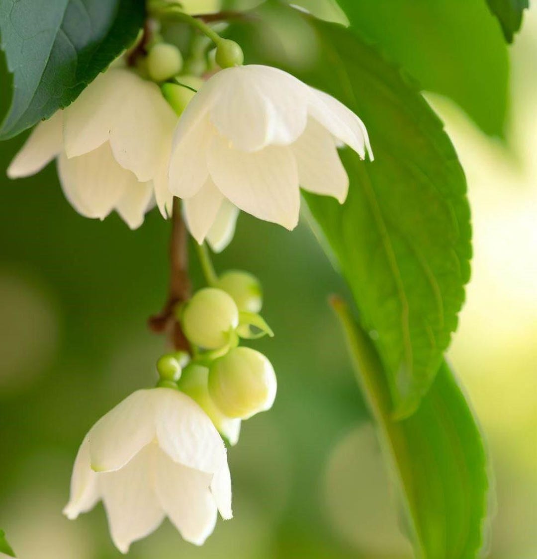 Styrax Japonica (japanese Snowbell) Tree Seeds, Low Maintenance ...