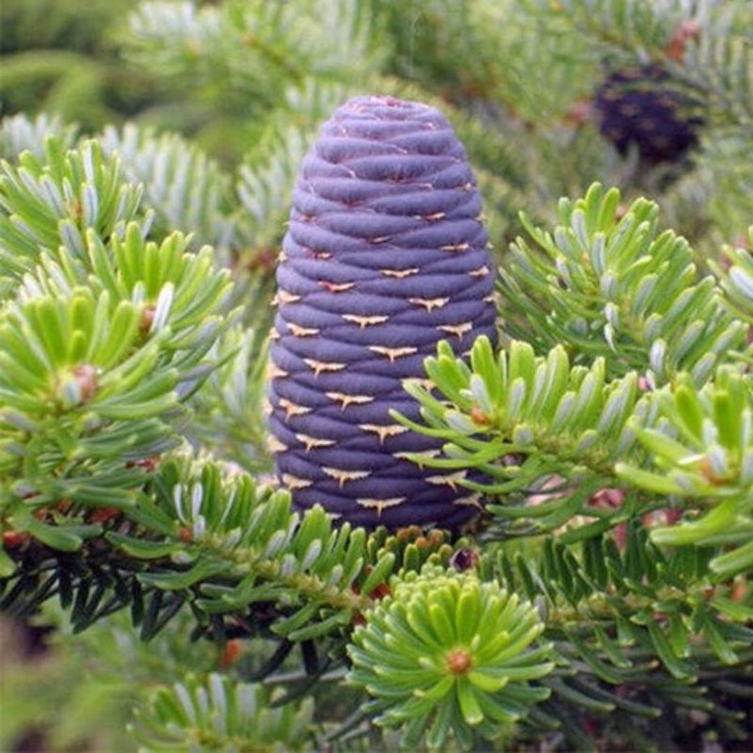 Abies Sibirica (siberian Fir) Tree Seeds, Cold-climate Champion, Tall ...