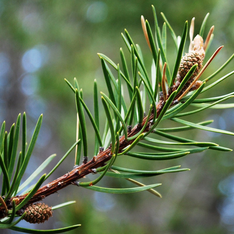 Pinus Banksiana (jack Pine) Tree Seeds, Thrives and Withstands Harsh ...