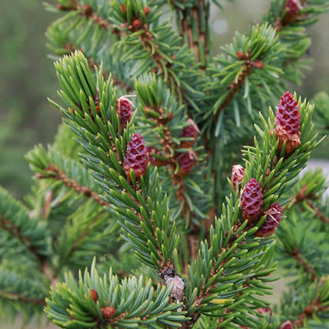 Picea Omorika (serbian Spruce) Tree Seeds, Evergreen, Graceful Form ...