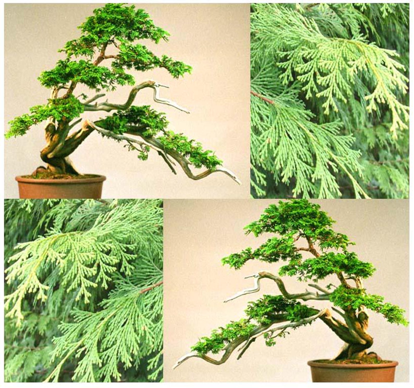 Chamaecyparis Obtusa (hinoki Cypress, Japanese White Cedar) Tree Seeds ...