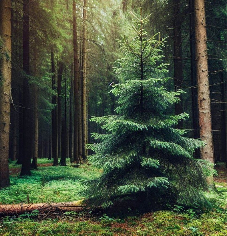 Picea Mariana (black Spruce) Tree Seeds, Resilient in Cold Climates ...