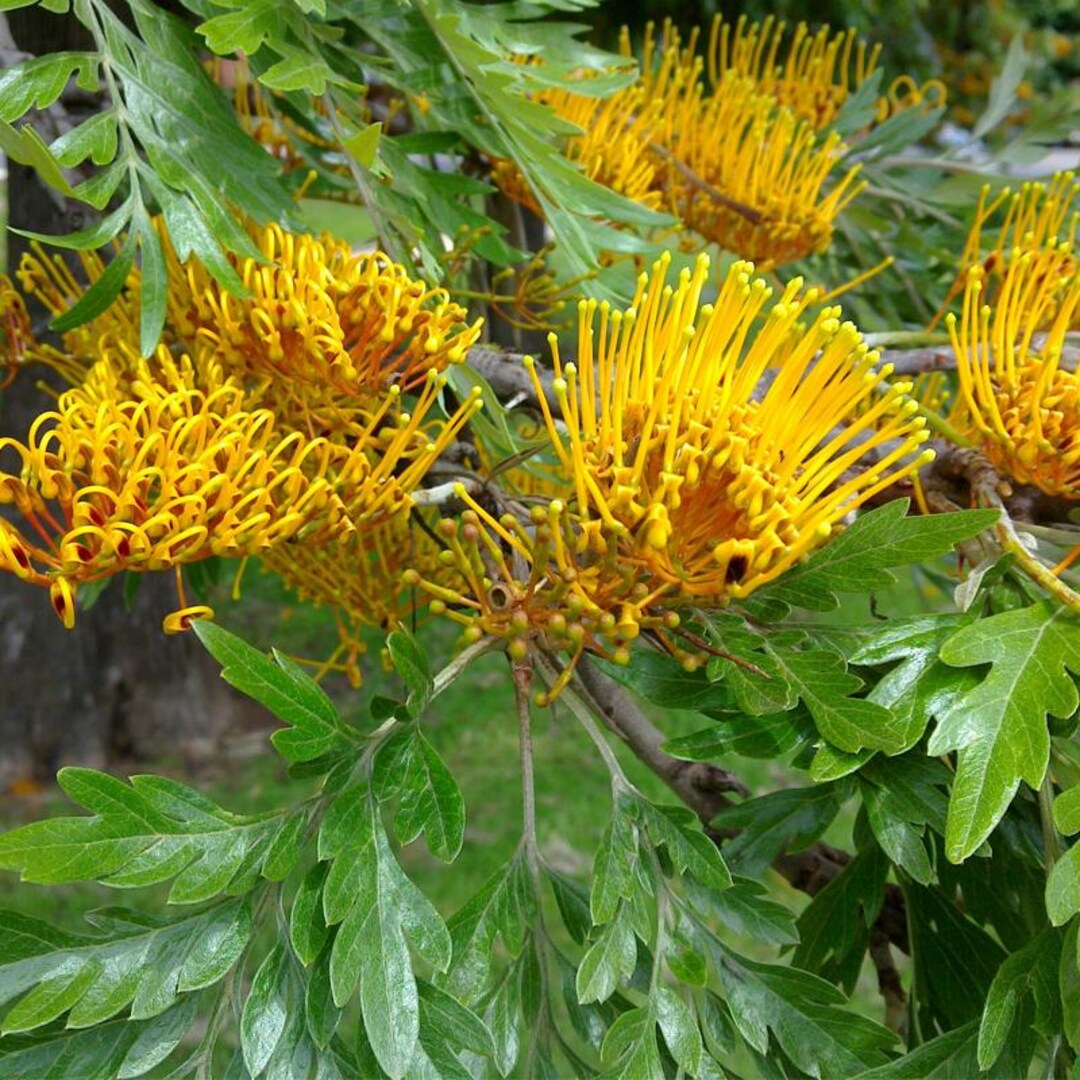 Grevillea Robusta (silk Oak) Tree Seeds, Evergreen, Low Maintenance ...