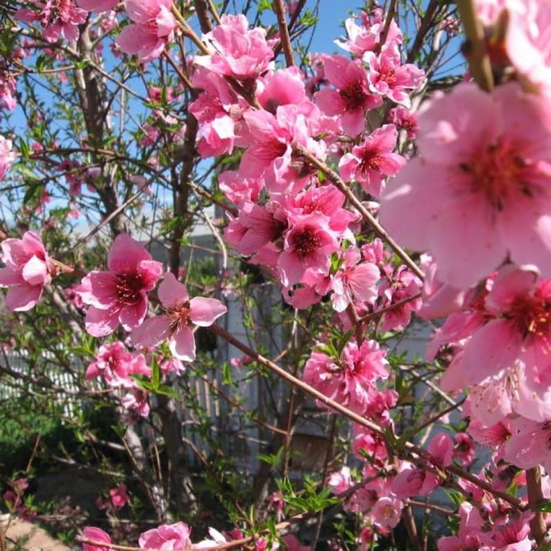 Prunus Persica Lovell (peach, Lovell Peach) Fruit Seeds, Prized as ...