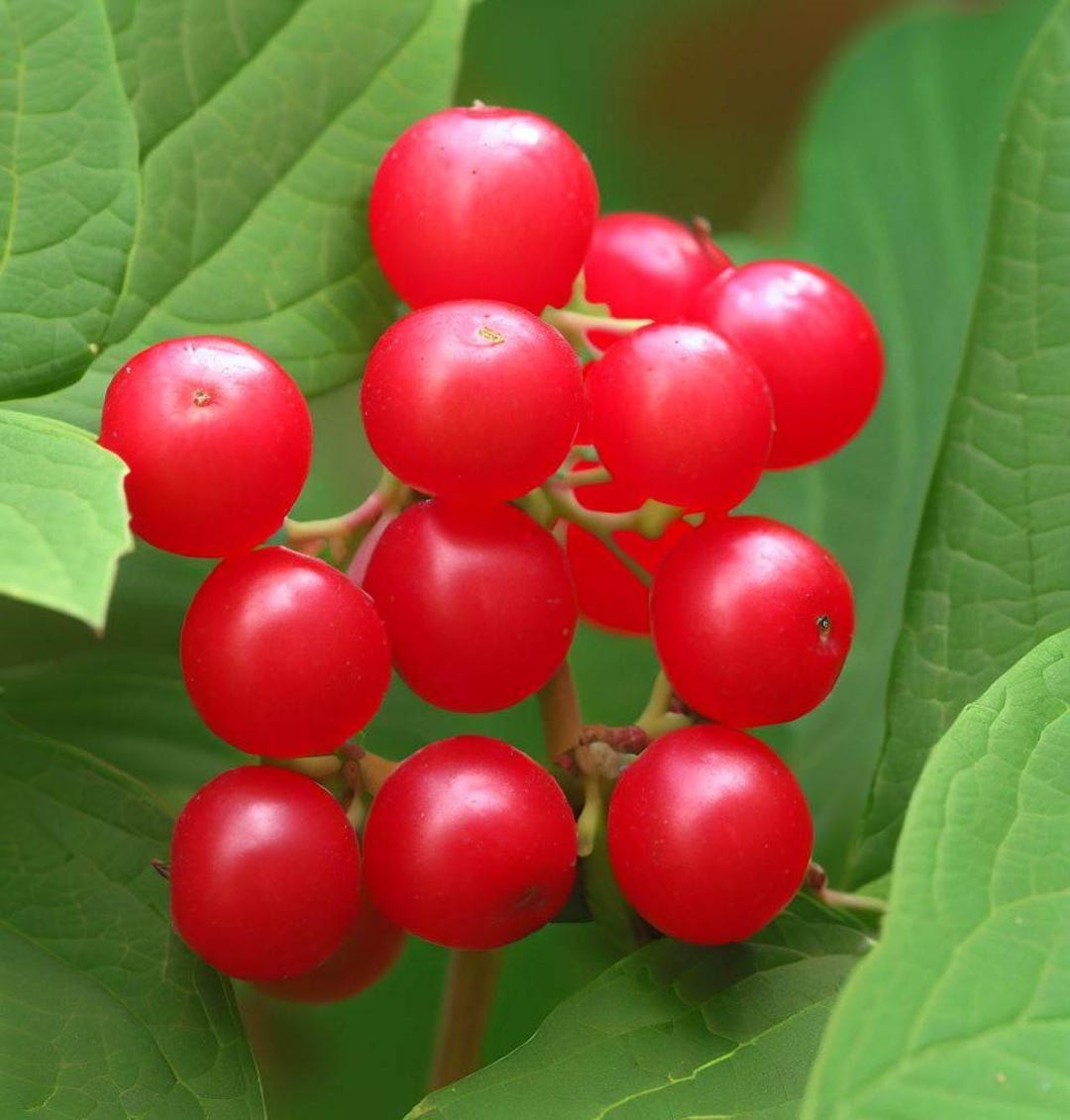 Viburnum Cassinoides (wild Raisin, Withe Rod) Shrub Seeds, Low ...