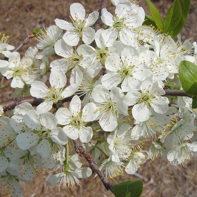 Prunus Maritima (beach Plum) Fruit Seeds, Thrives in Harsh Coastal ...