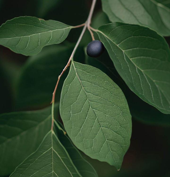 Celtis Laevigata (sugarberry) Tree Seeds, Sweet and Edible Fruits ...