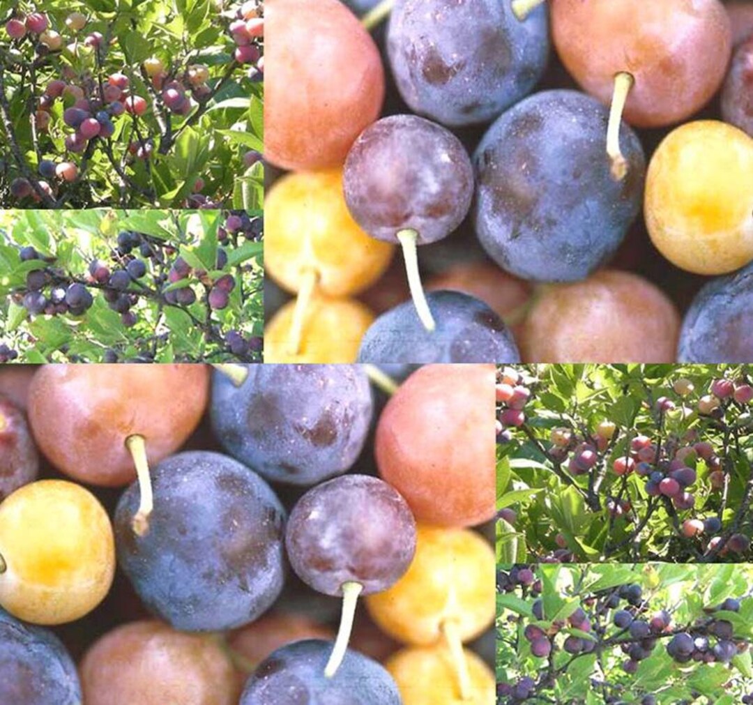 Prunus Maritima (beach Plum) Fruit Seeds, Thrives in Harsh Coastal ...