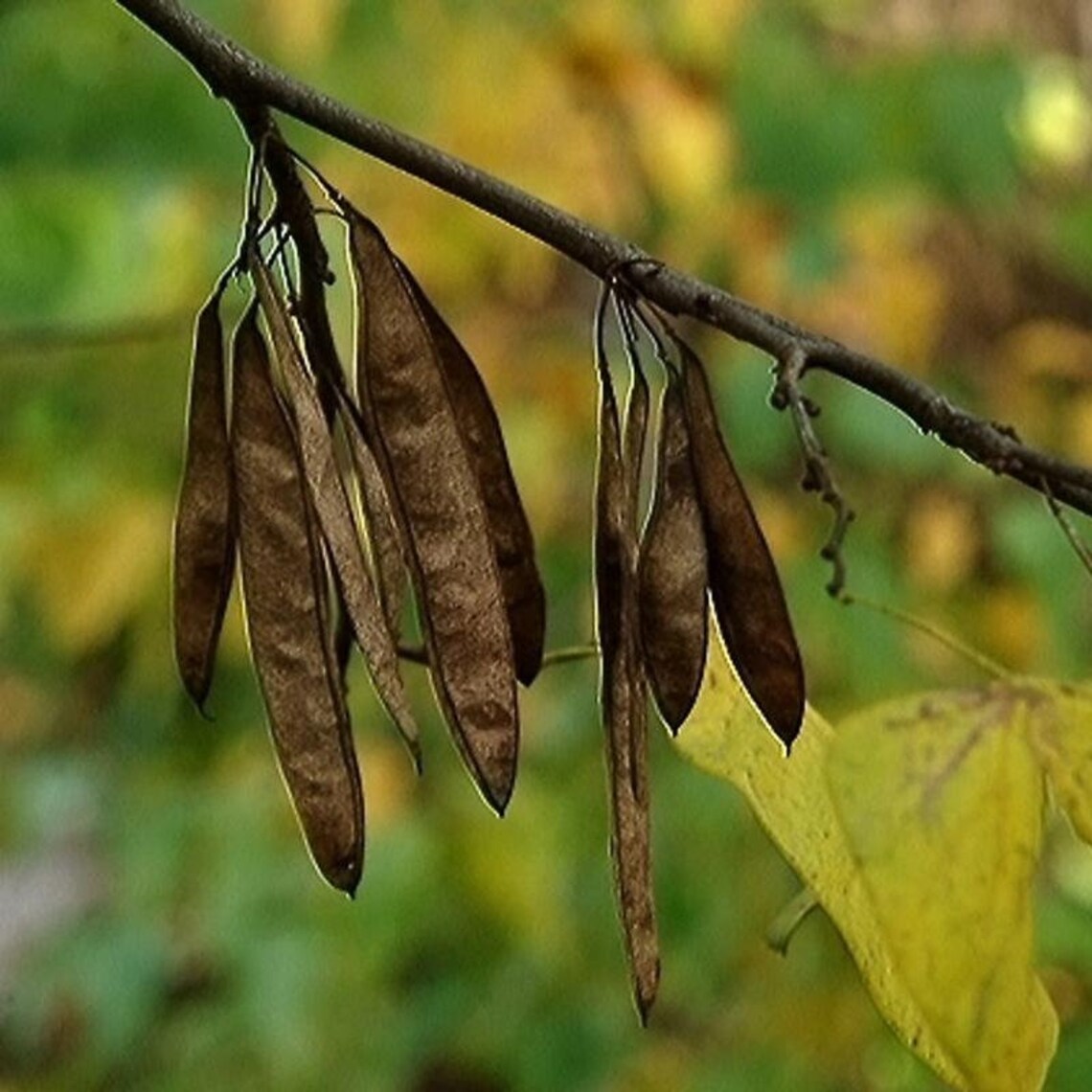 Cercis Canadensis Northern (northern Red Bud) Tree Seeds, Celebrated ...