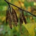 Cercis Canadensis Northern (northern Red Bud) Tree Seeds, Celebrated ...