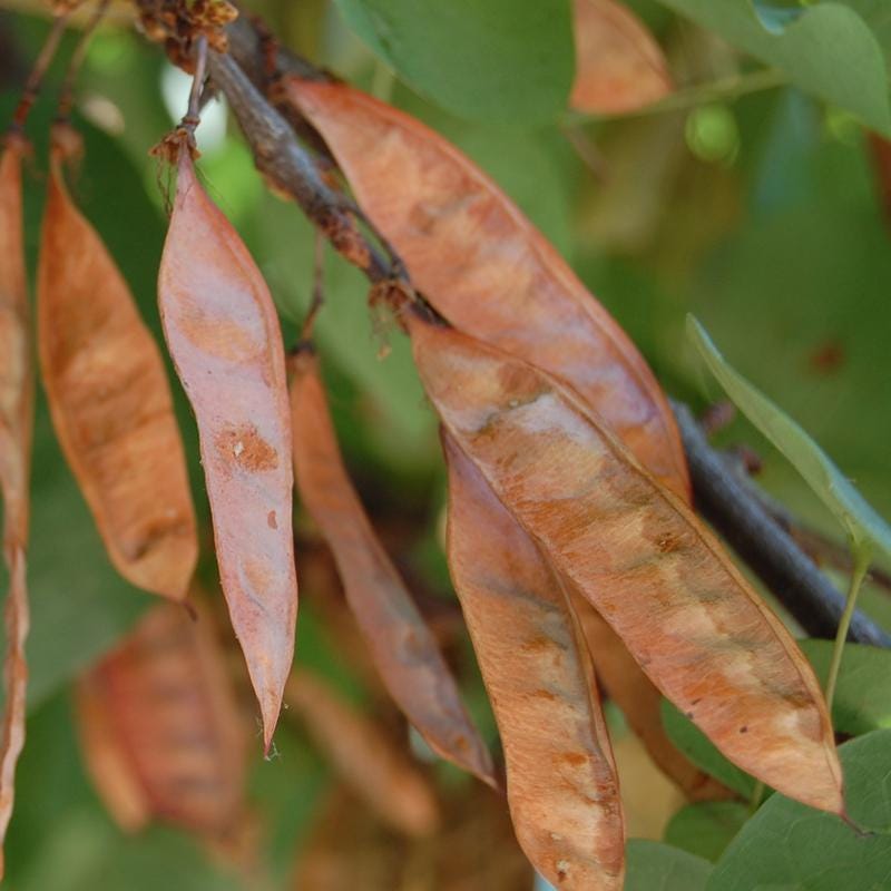 Cercis Siliquastrum (judas Tree) Tree Seeds, Small to Medium-size ...