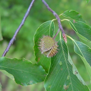 Fagus Grandifolia (american Beech) Tree Seeds, Majestic Tree of North ...