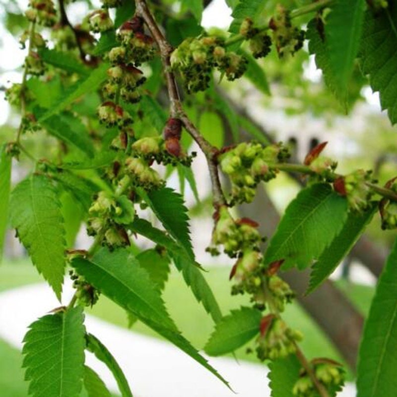 Zelkova Serrata (japanese Zelkova) Tree Seeds, Ornamental Use, Vase ...