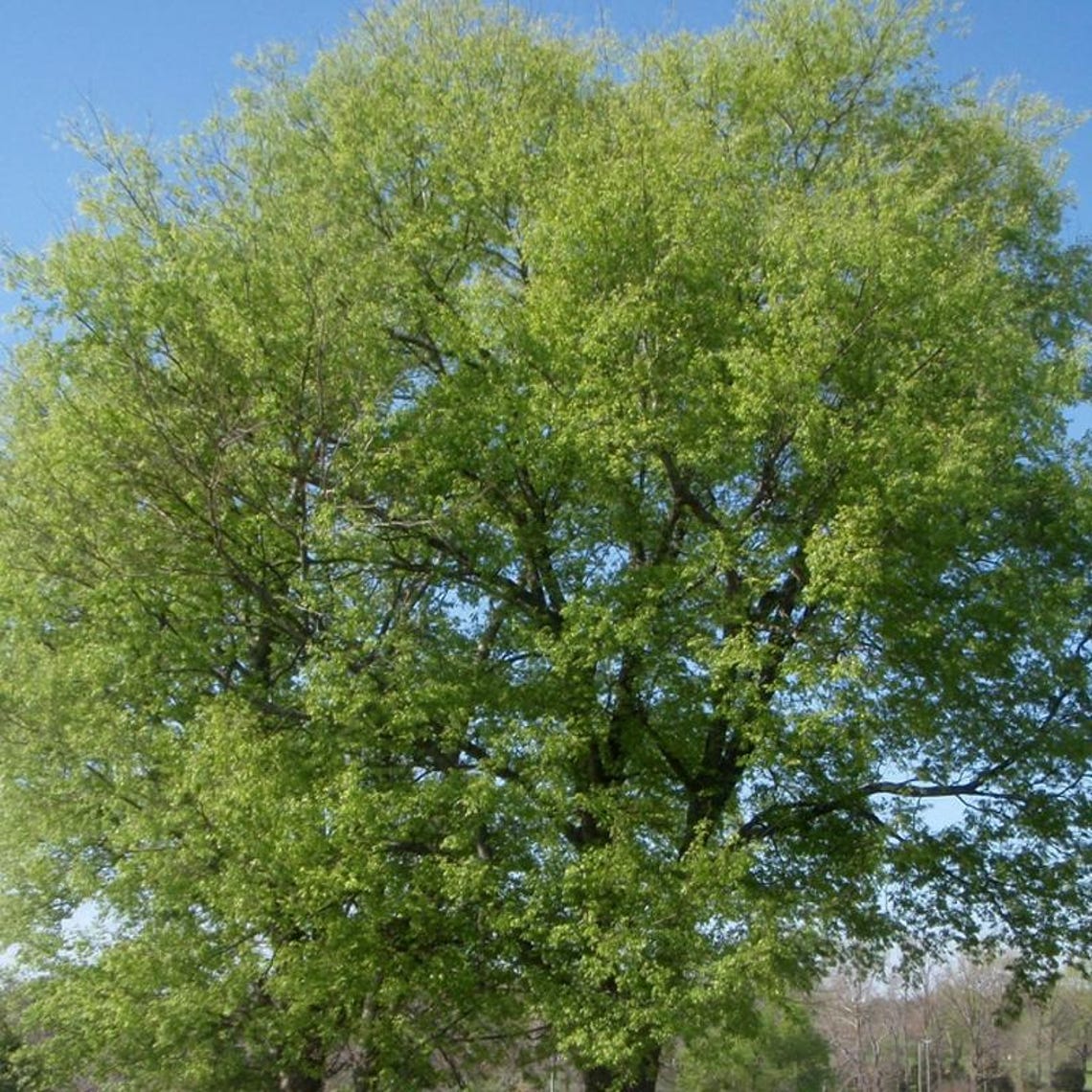 Celtis Laevigata (sugarberry) Tree Seeds, Sweet and Edible Fruits ...