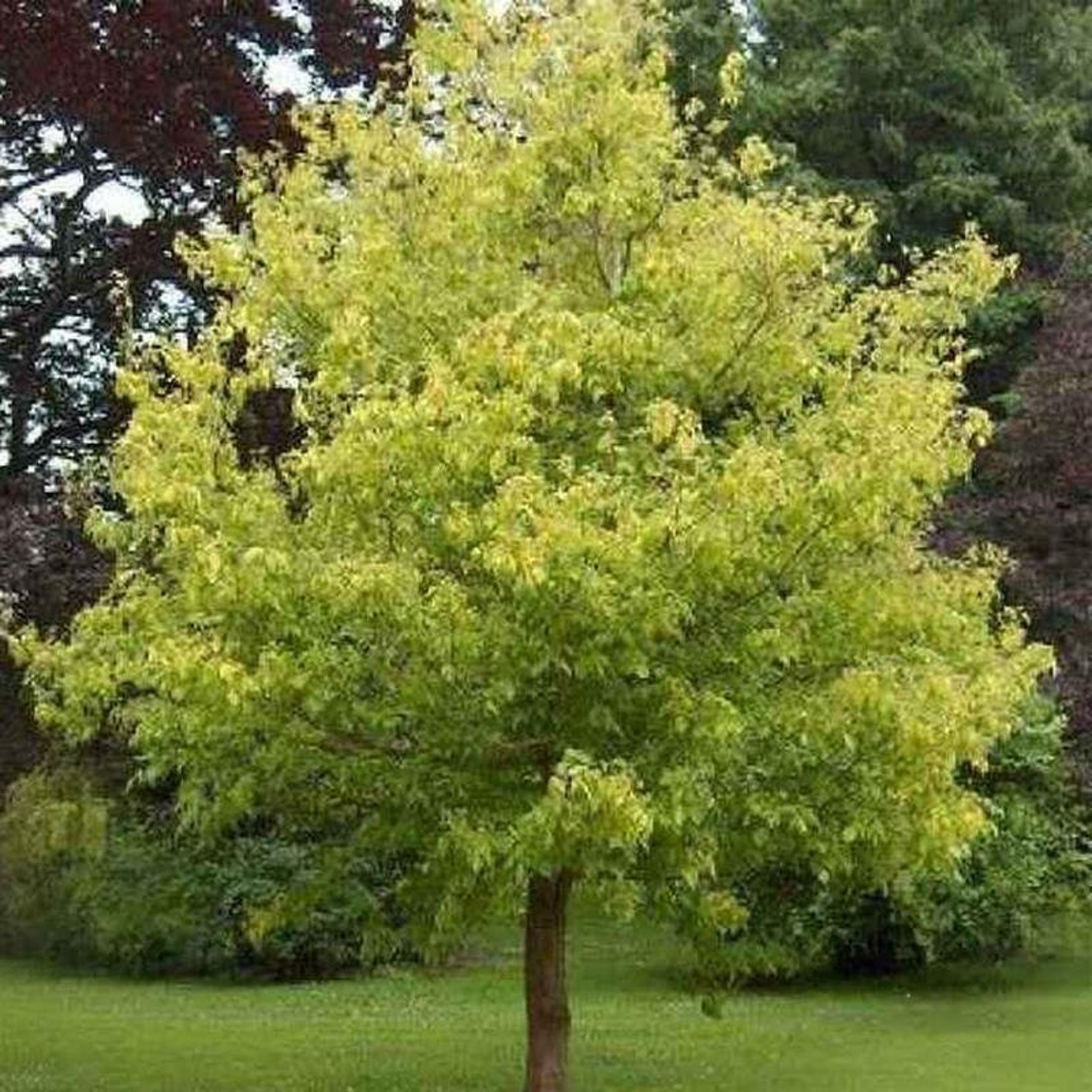 Acer Negundo (boxelder Maple, Box Elder, Manitoba Maple, Ash-leaved ...