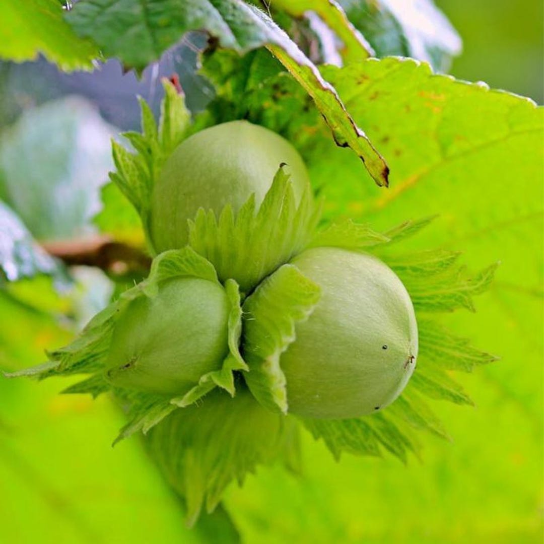 Corylus Avellana (european Hazel Nut) Tree Seed, Prized for Edible Nuts ...