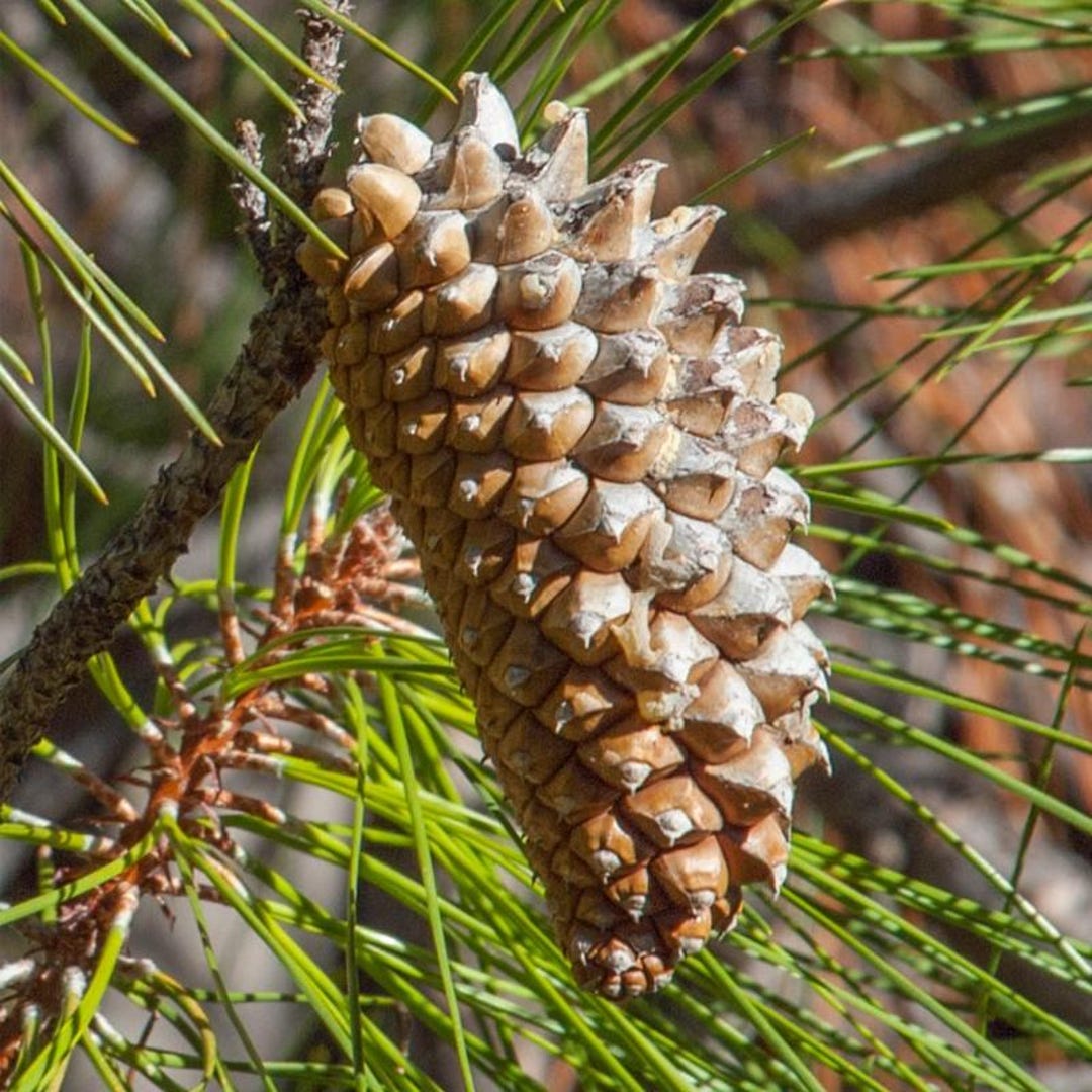 Pinus Attenuata (knobcone Pine) Tree Seeds, Tall and Evergreen ...