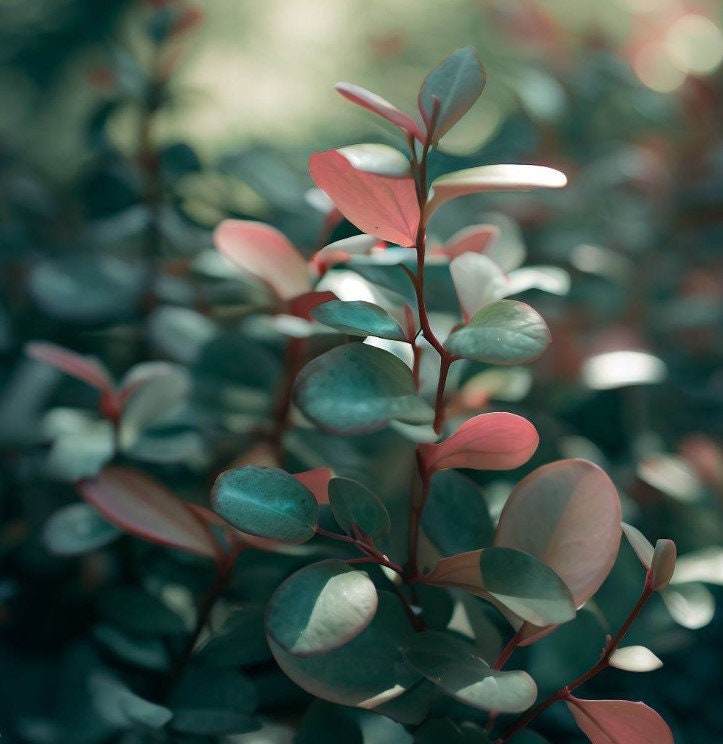 Gaultheria Shallon (shallon, Lemon Leaf) Shrub Seeds, Evergreen Shrub ...