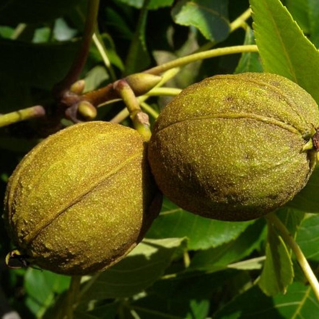 Carya Ovalis (red Hickory) Tree Seeds, Large and Majestic, Distinctive ...