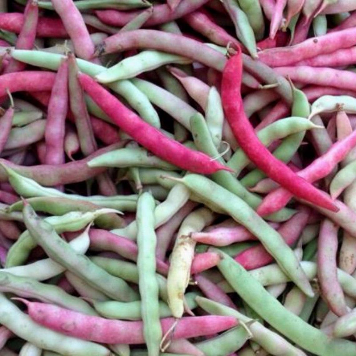 Pink Half, Runner Bean (aka Peanut Bean) Seeds, Bean Yields Nutty ...