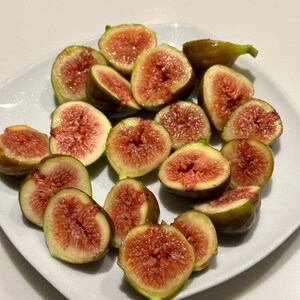 Sal's Fig - Cuttings, Cold-hardy Sal's Fig Produces Small, Dark Figs ...