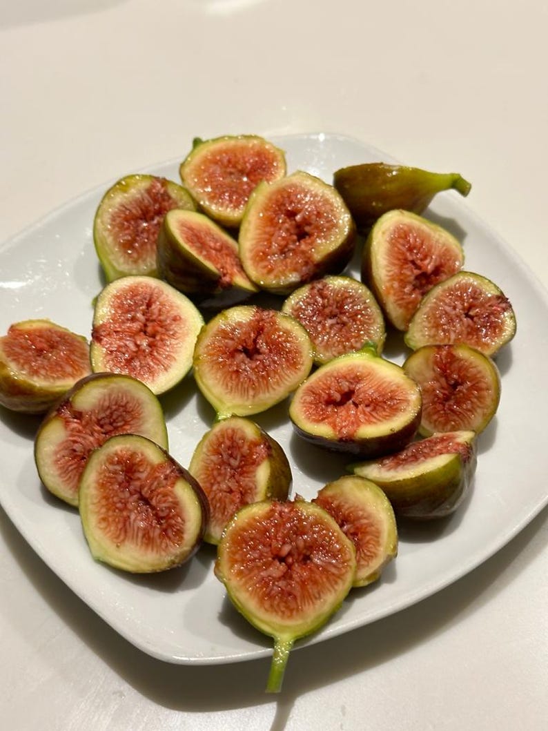 Sal's Fig - Cuttings, Cold-hardy Sal's Fig Produces Small, Dark Figs ...