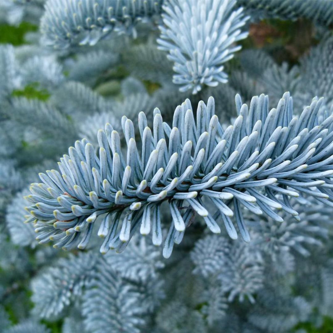 Abies Procera Glauca (blue Danish Fir, Blue Noble Fir) Tree Seeds ...