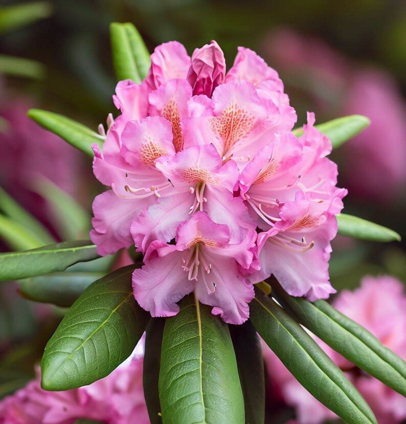 Rhododendron Maximum (great Laurel, Rosebay, Rosebay Rhododendron ...
