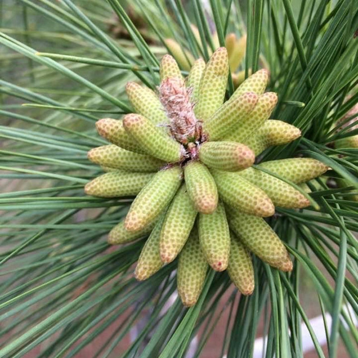 Pinus Palustris (longleaf Pine) Tree Seeds , Towering Evergreen ...