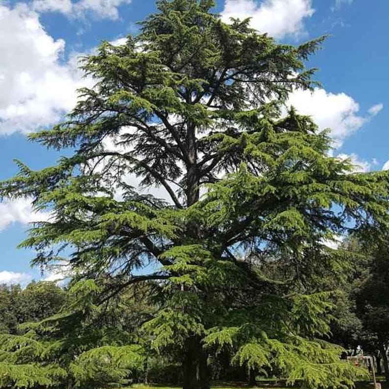 Cedrus Deodara (deodar Cedar) Tree Seeds, Native to the Himalayas, is ...