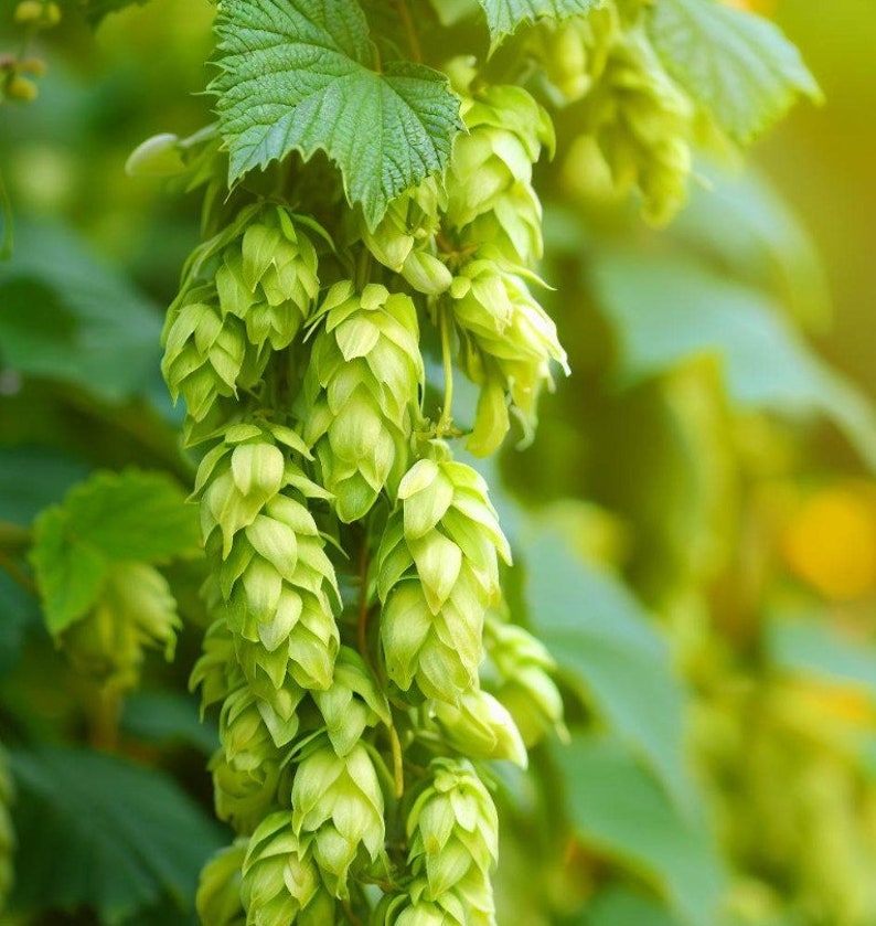Humulus Lupulus (common Hops, Beer Hops, Hops) Herb Seeds, Climbing ...