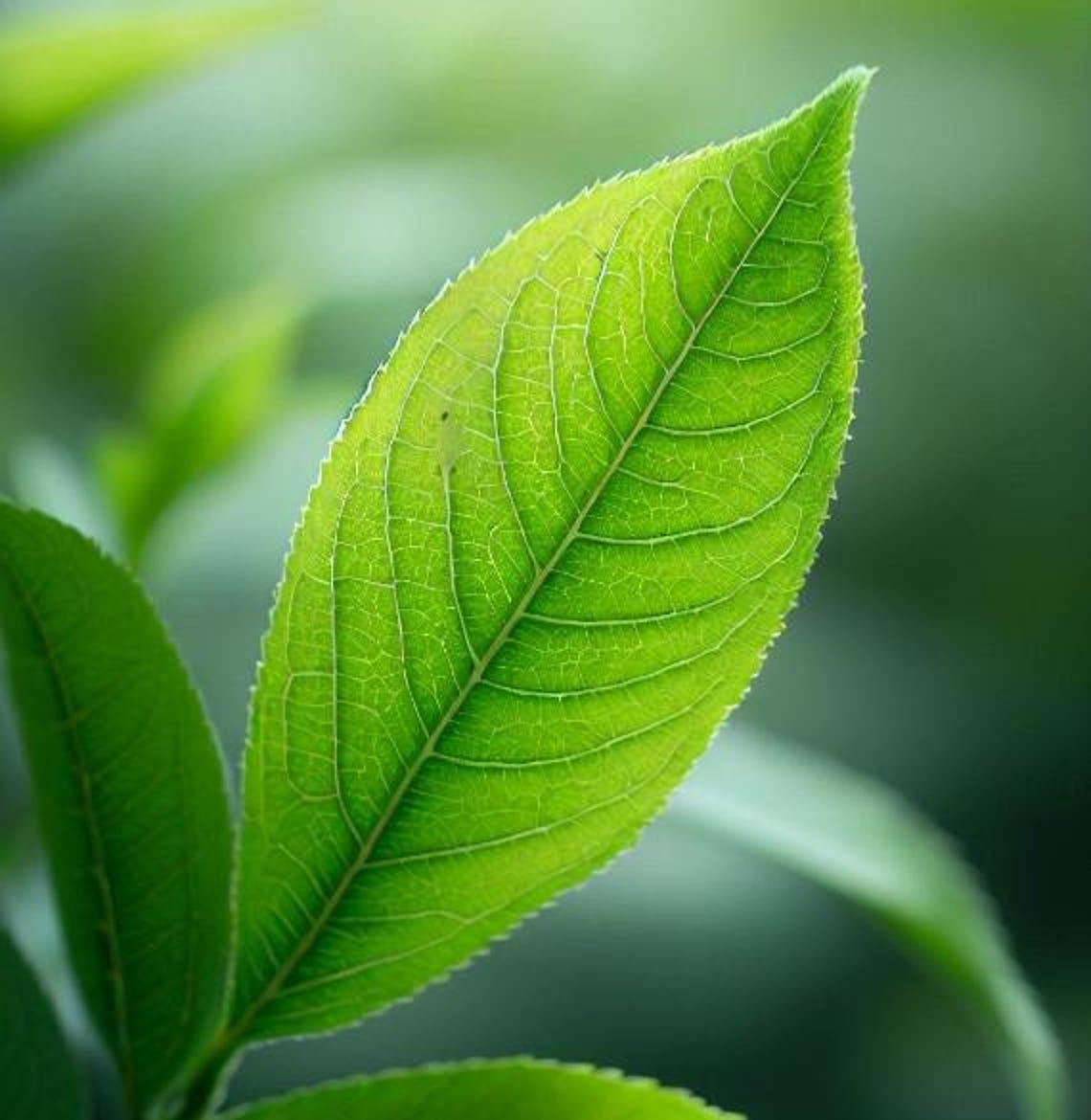 Prunus Persica Lovell (peach, Lovell Peach) Fruit Seeds, Prized as ...