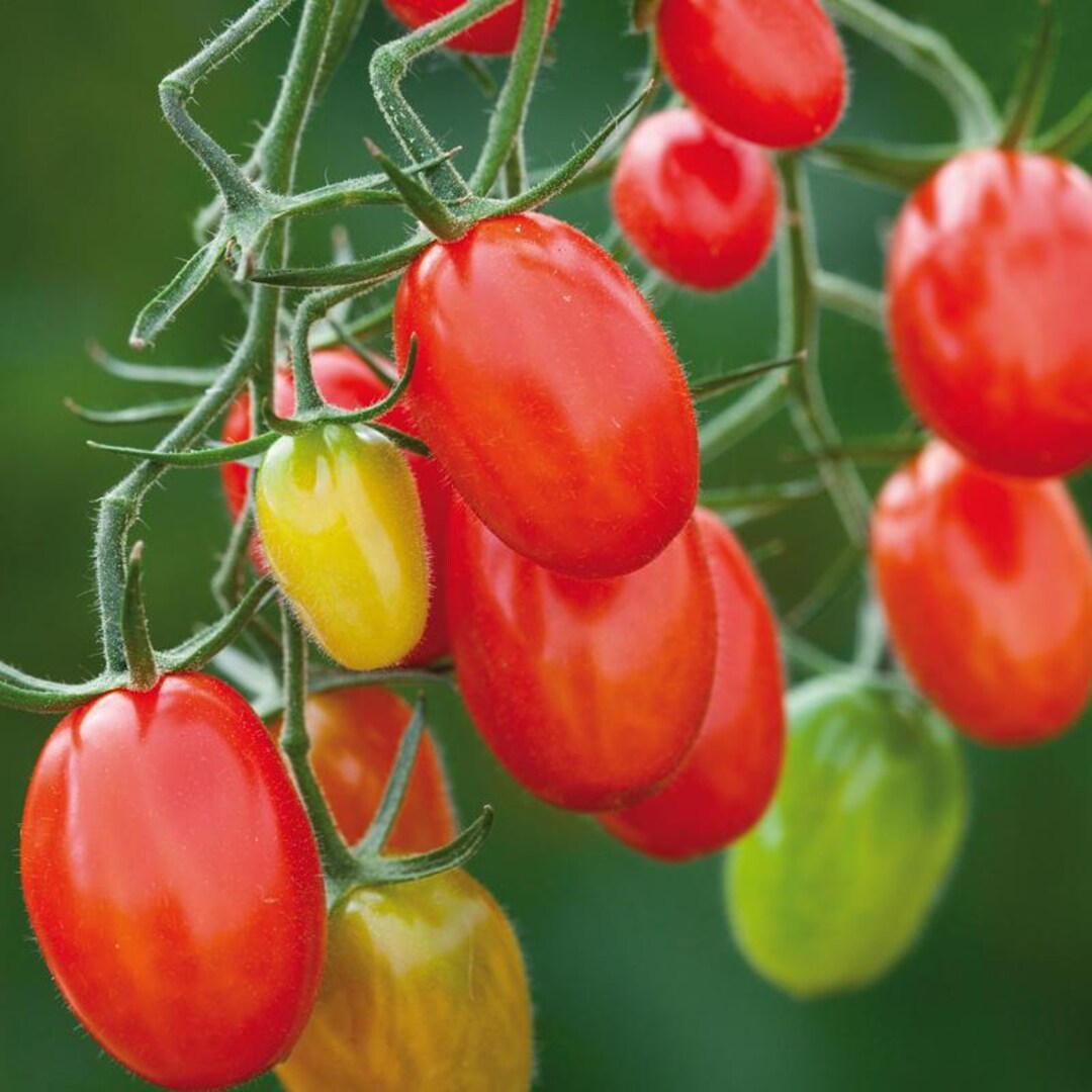 Sugar Plum F1 Hybrid Tomato, Grape Tomato (lycopersicon Esculentum ...
