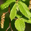 Acer Negundo (boxelder Maple, Box Elder, Manitoba Maple, Ash-leaved ...