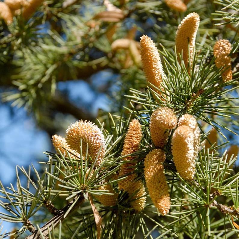 Cedrus Deodara (deodar Cedar) Tree Seeds, Native to the Himalayas, is ...