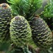 Abies Balsamea 'cook's Blue' (cook's Blue Balsam Fir) Tree Seeds ...